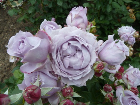 The new rose revolution: out with the old, in with the new | Vancouver Sun