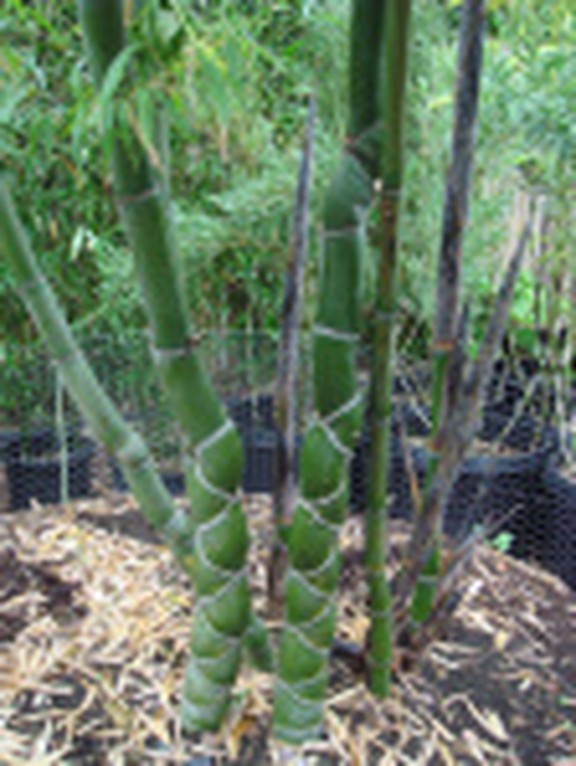 10 great varieties of bamboo | Vancouver Sun