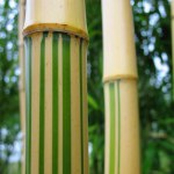 10 great varieties of bamboo | Vancouver Sun