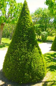 Time for my green-on-green garden | Vancouver Sun