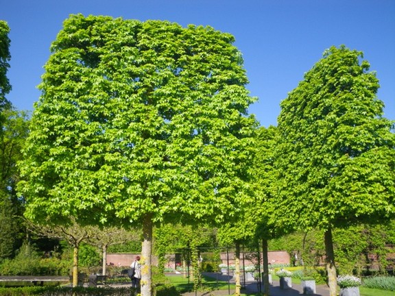 Green screening. How to create privacy in your garden | Vancouver Sun
