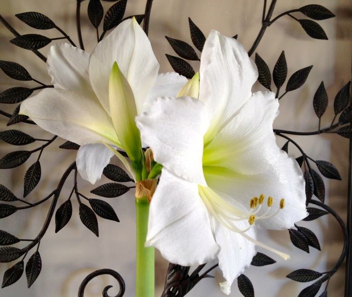 What an easy flower to grow! | Vancouver Sun