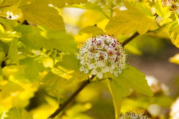 Top new plants for 2014 | Vancouver Sun