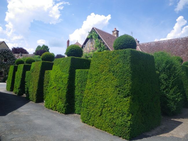 Green screening. How to create privacy in your garden | Vancouver Sun