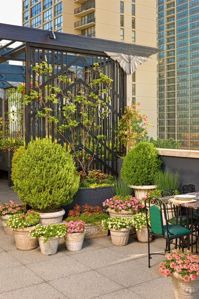 Green screening. How to create privacy in your garden | Vancouver Sun