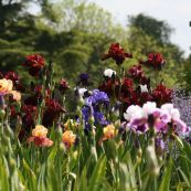 English garden with a "Pickery" | Vancouver Sun