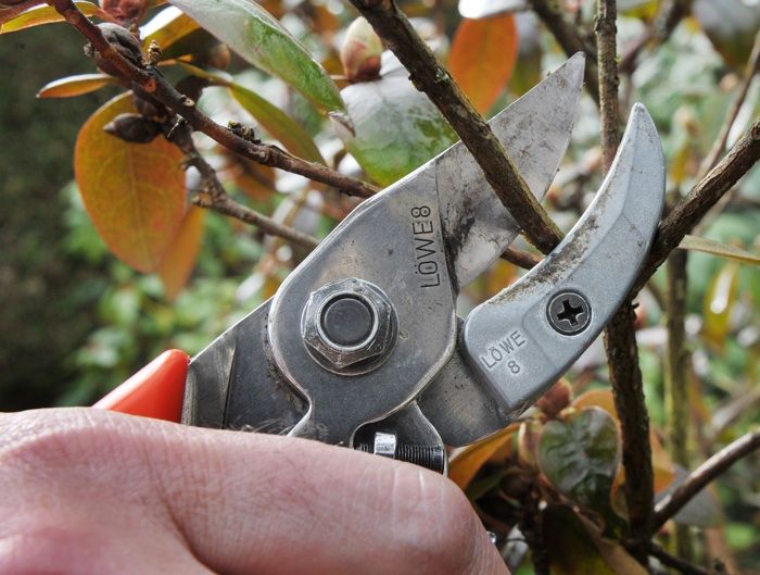 Making the cut: What and when to prune | Vancouver Sun