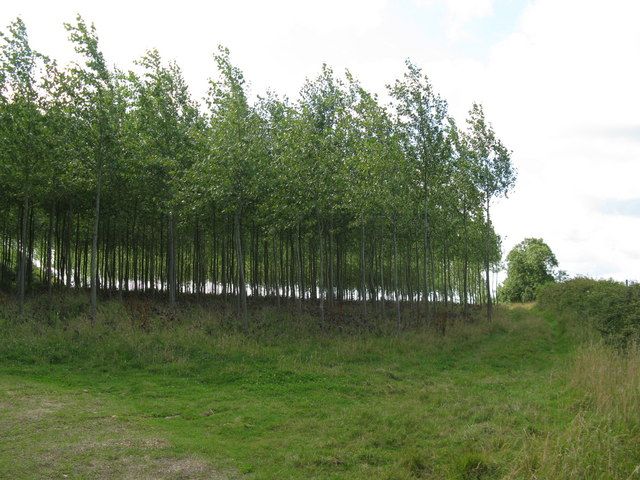 Genetically engineered trees hailed as environmental breakthrough ...