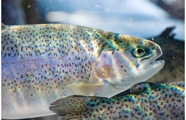 Salmon genome opens door to better farm fish, without genetic ...