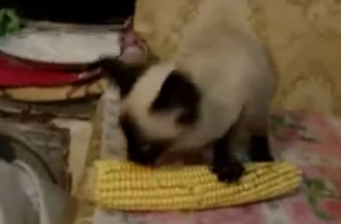 Time waster: video of a kitten who really loves eating corn on the cob ...