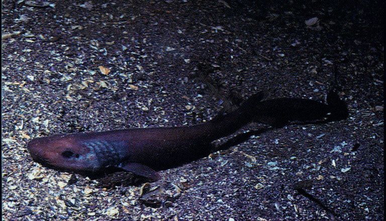 SHARK WEEK: 14 sharks, including the Great White, swim in B.C. waters ...