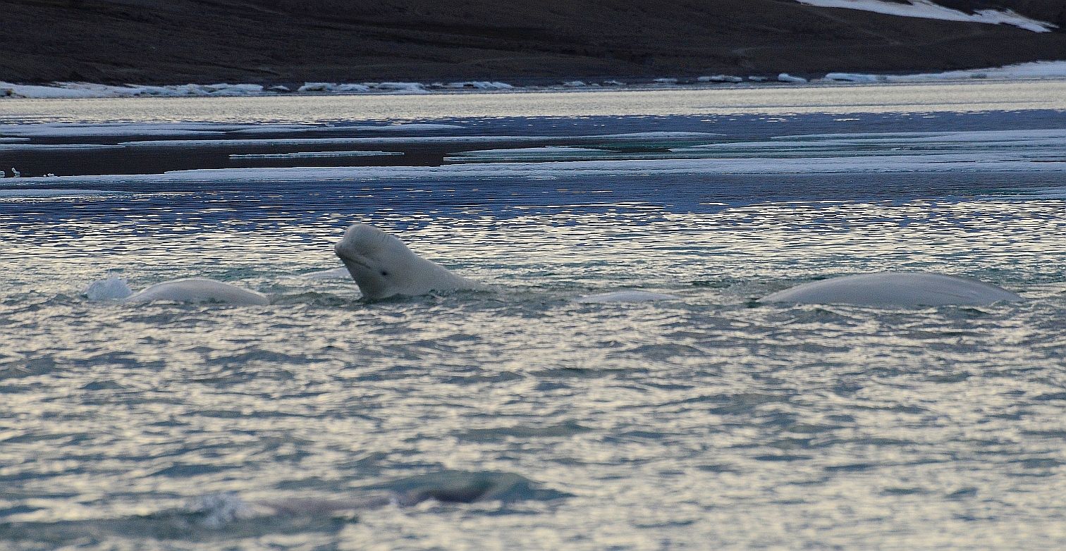 Field Notes from Arctic Watch - Week 3 | Vancouver Sun