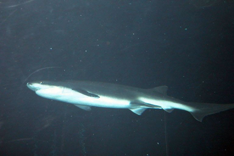 SHARK WEEK: 14 sharks, including the Great White, swim in B.C. waters ...