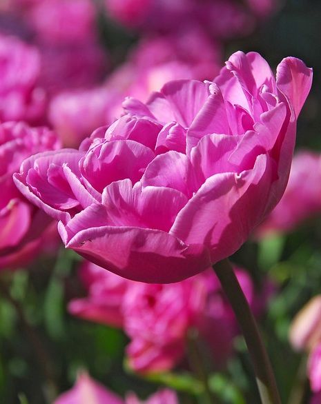 Top tulips and dynamic daffodils for you | Vancouver Sun