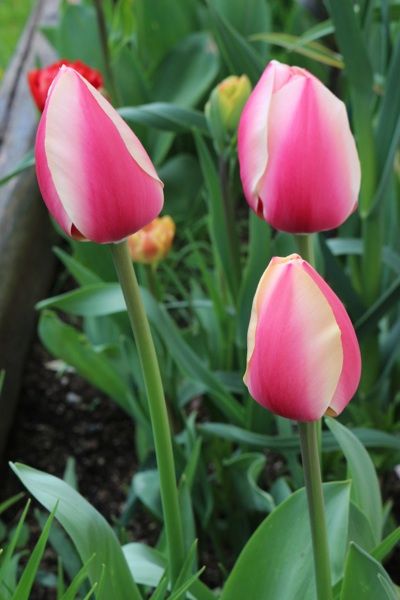 Top tulips and dynamic daffodils for you | Vancouver Sun