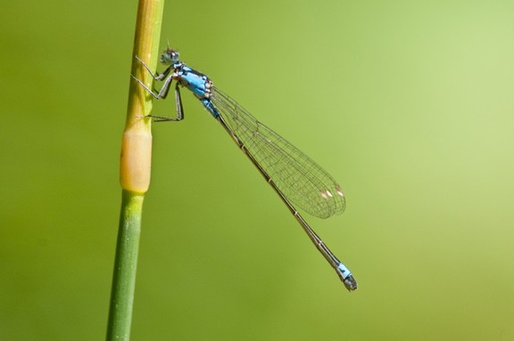 A garden built for dragonflies | Vancouver Sun