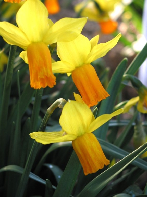 Top tulips and dynamic daffodils for you | Vancouver Sun