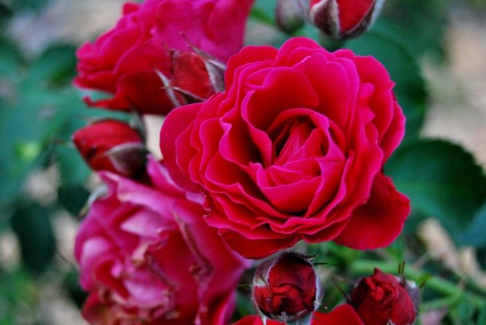 Canada's long history of rose breeding | Vancouver Sun