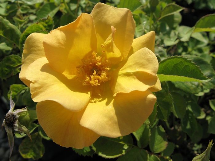 Canada's long history of rose breeding | Vancouver Sun