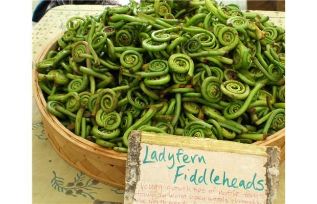 Add native food-bearing plants to your edible yard | Vancouver Sun