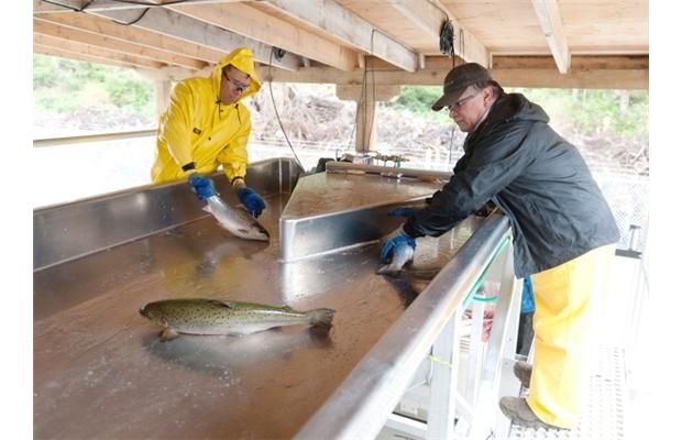 Land-based salmon farm to meet production cost targets | Vancouver Sun