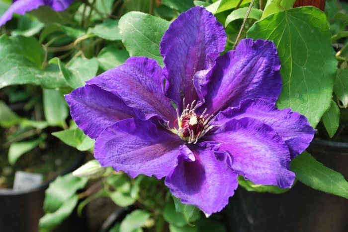 Clematis back in the spotlight | Vancouver Sun