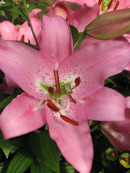 Up Close: Short 'n' Sweet Lily Collection (with video) | Vancouver Sun