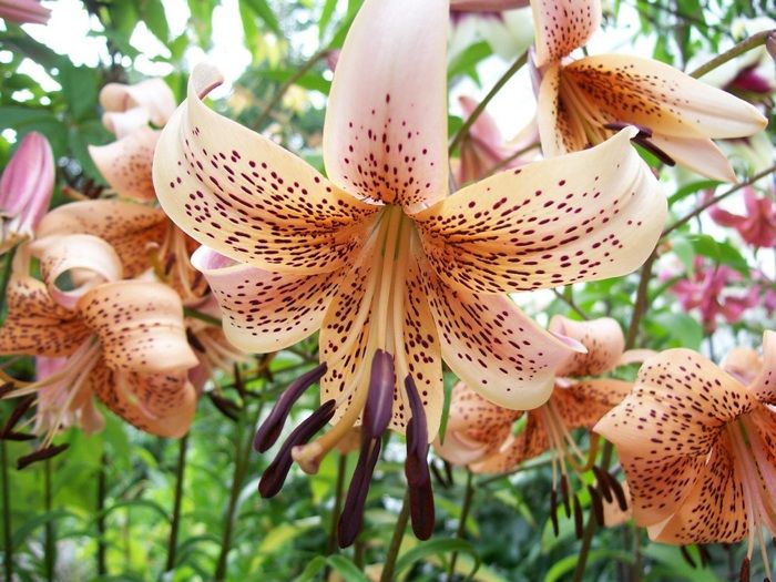 Up close: Tiger Lily Symmetry Collection (with video) | Vancouver Sun