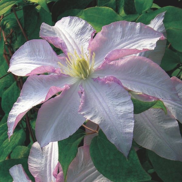Clematis back in the spotlight | Vancouver Sun