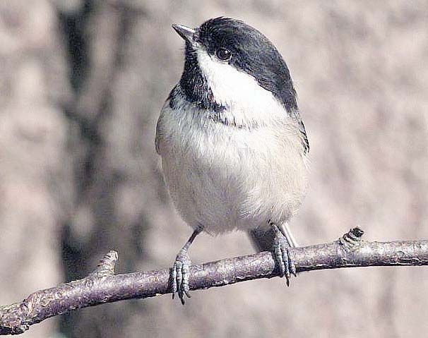 Exercise your democratic right to vote for Vancouver's official bird ...