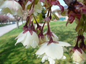How to pick the best cherry tree for your garden | Vancouver Sun