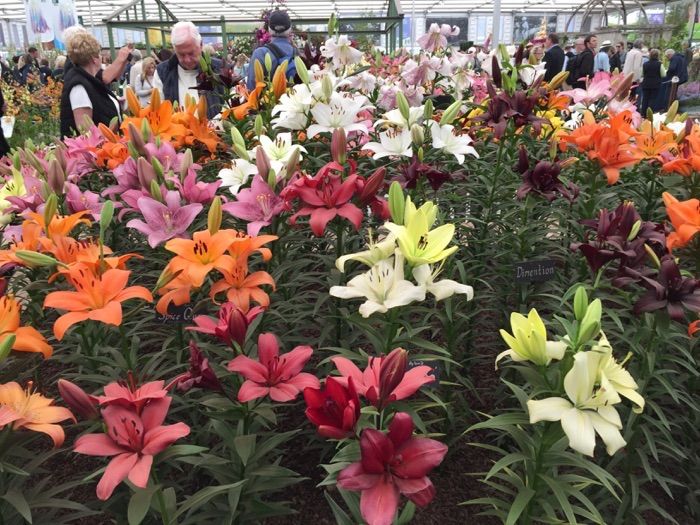 The best of Chelsea | Vancouver Sun