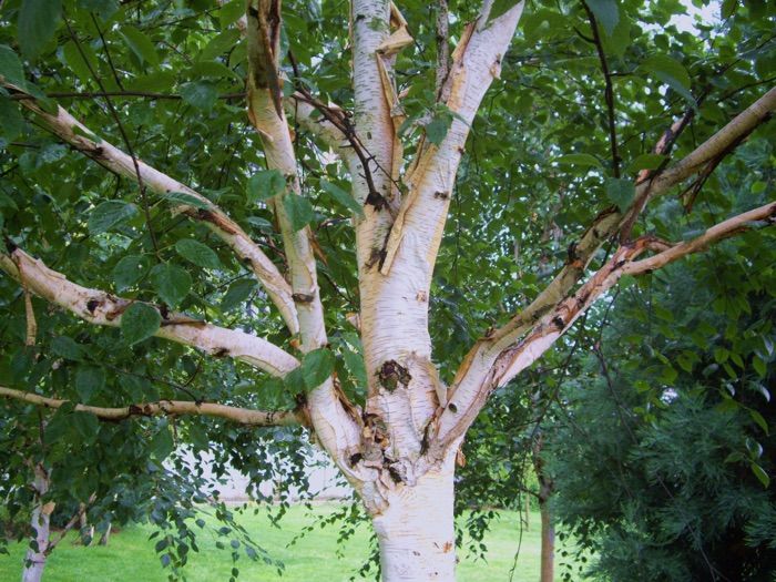 Perfect time to plant a tree | Vancouver Sun