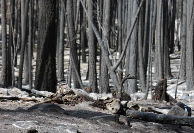 Death and life in the wildfire zone - a Rock Creek fire photo gallery ...