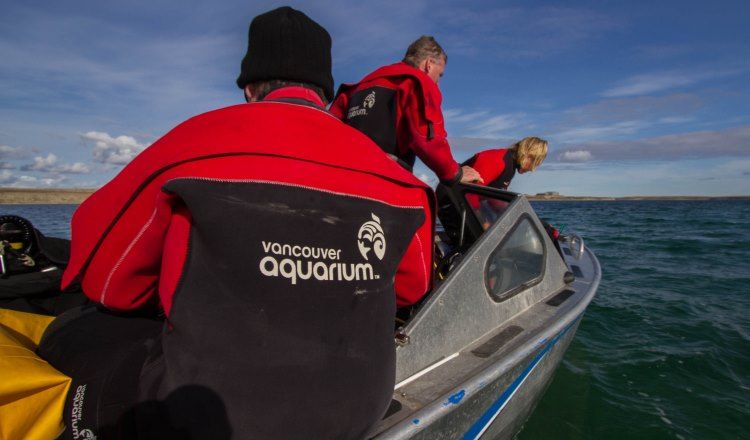 Diving in the Arctic 2015: Secrets of the Ocean | Vancouver Sun