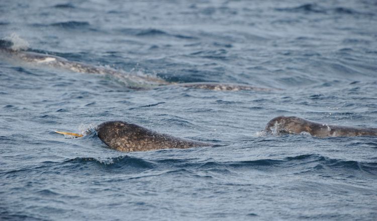 Narwhal Research 2015: Close Whale Encounter | Vancouver Sun