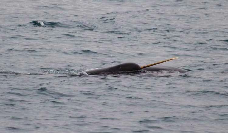 Narwhal Research 2015: First Whale Sightings | Vancouver Sun