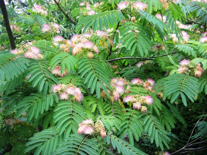 Perfect time to plant a tree | Vancouver Sun