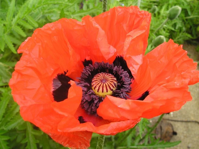 Your guide to the poppy | Vancouver Sun