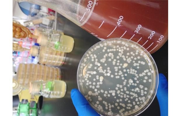 Researchers aim to magnify the influence of microbes in B.C. wine ...