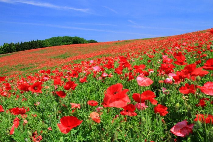 Your guide to the poppy | Vancouver Sun