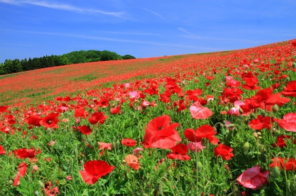 Your guide to the poppy | Vancouver Sun