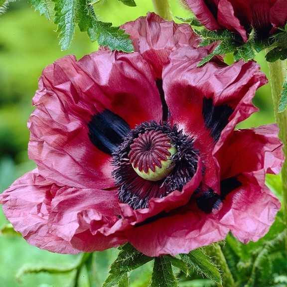 Your guide to the poppy | Vancouver Sun