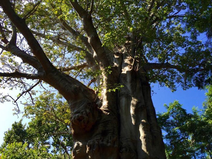 Hawaii: Plant paradise found | Vancouver Sun