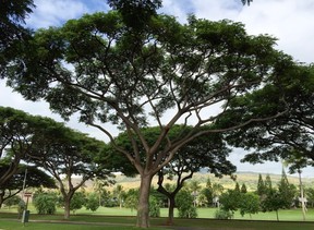 Hawaii: Plant paradise found | Vancouver Sun