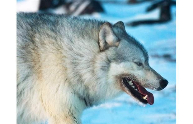 Controversial wolf cull underway in B.C.'s northeast after completion ...
