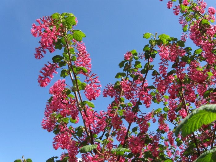 Best shrubs for your garden | Vancouver Sun