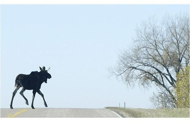 Man who killed moose fined thousands of dollars | Vancouver Sun