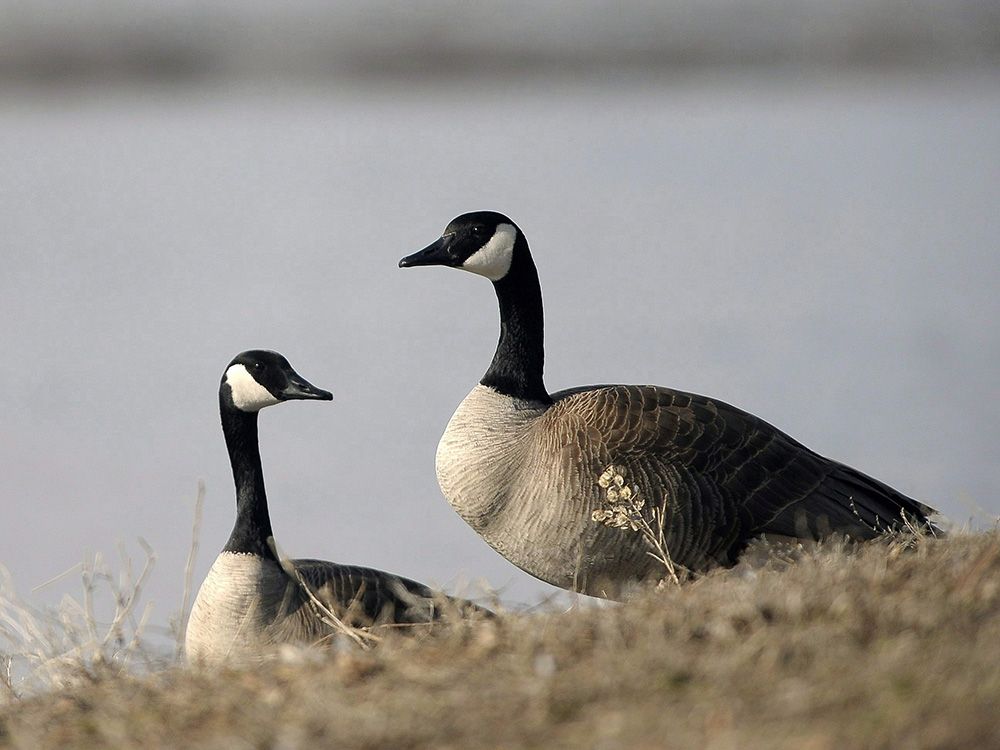 Egg addling program shakes up Canada geese population in Okanagan ...