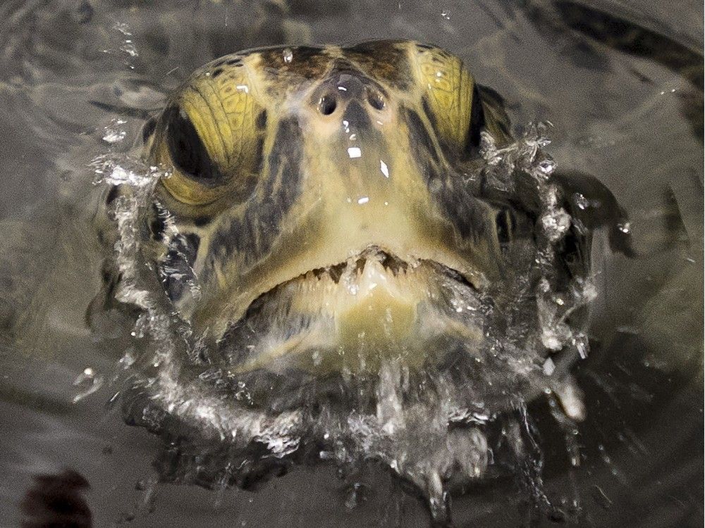 Endangered green sea turtle found in B.C. heading back to California ...